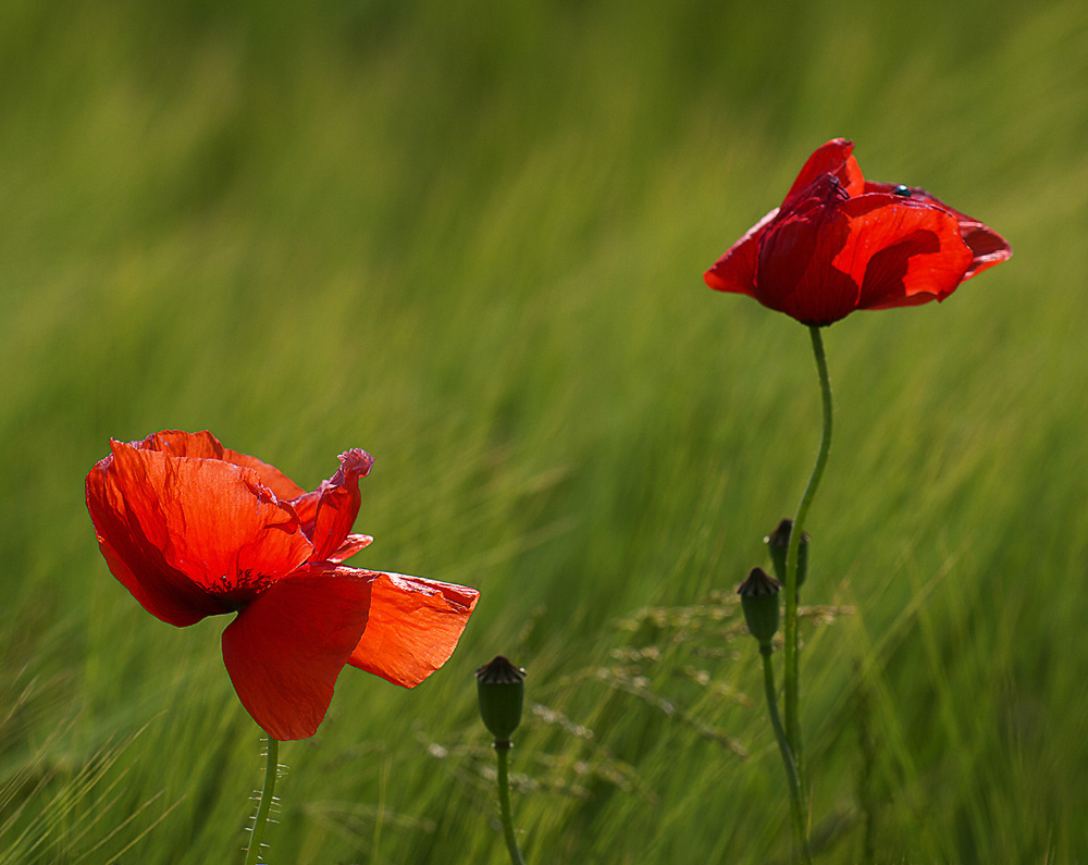 Mohn 2 Foto & Bild | pflanzen, pilze & flechten, blüten ...