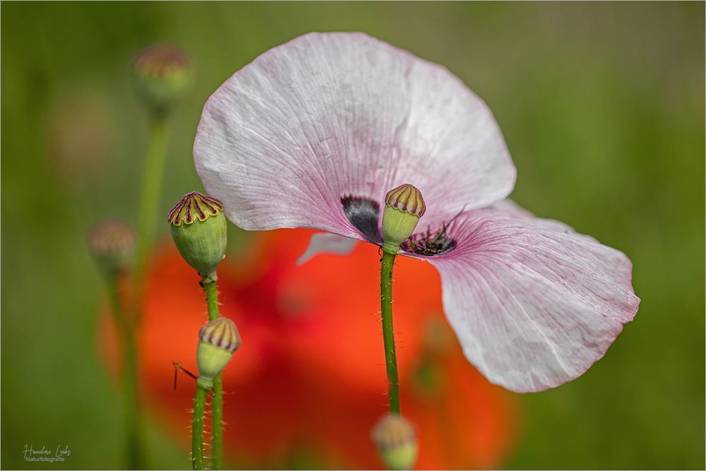 Mohn Foto & Bild | sommer, natur, mohn Bilder auf fotocommunity