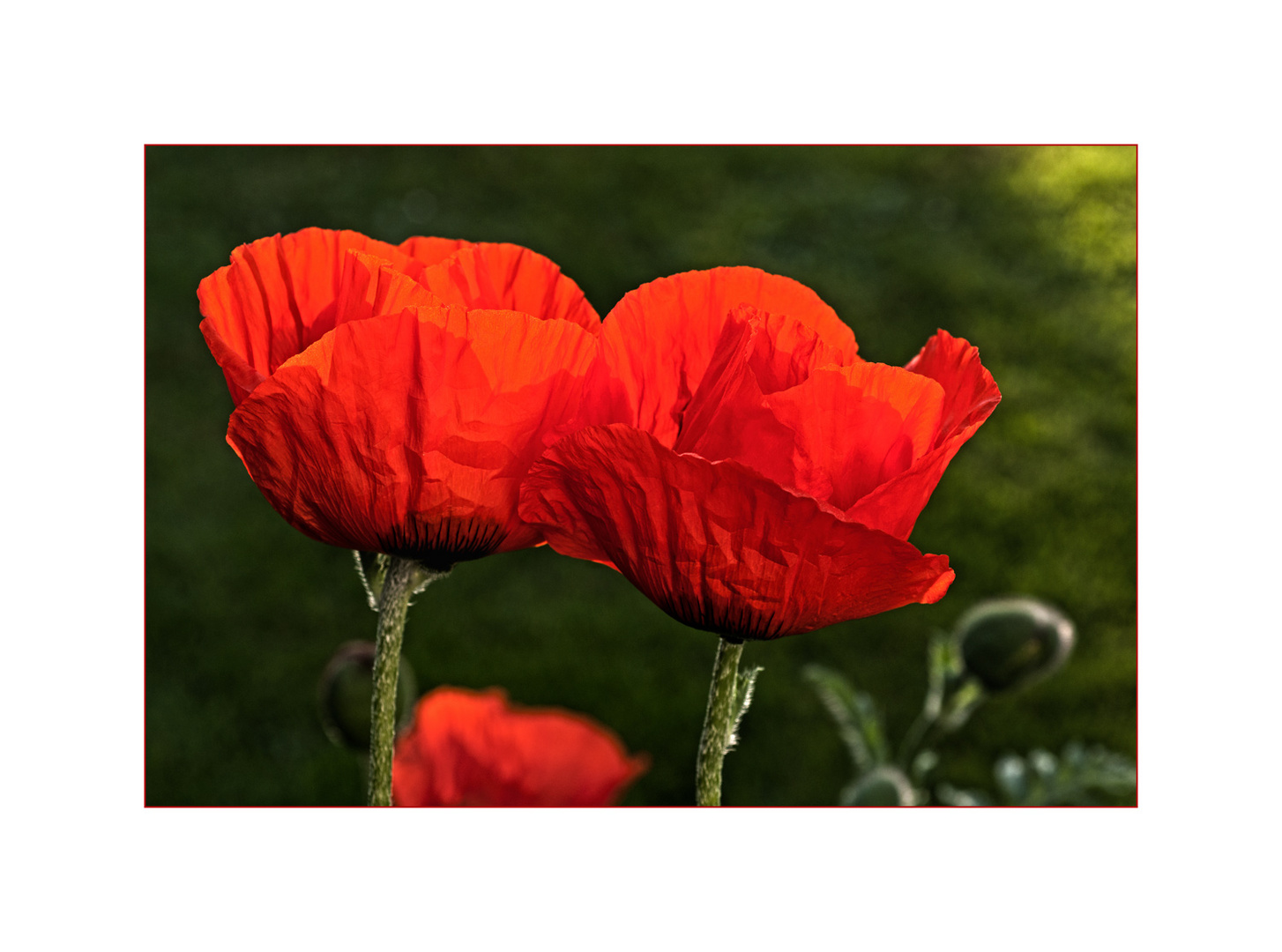 Mohn Foto & Bild | natur, mohn, blume Bilder auf fotocommunity