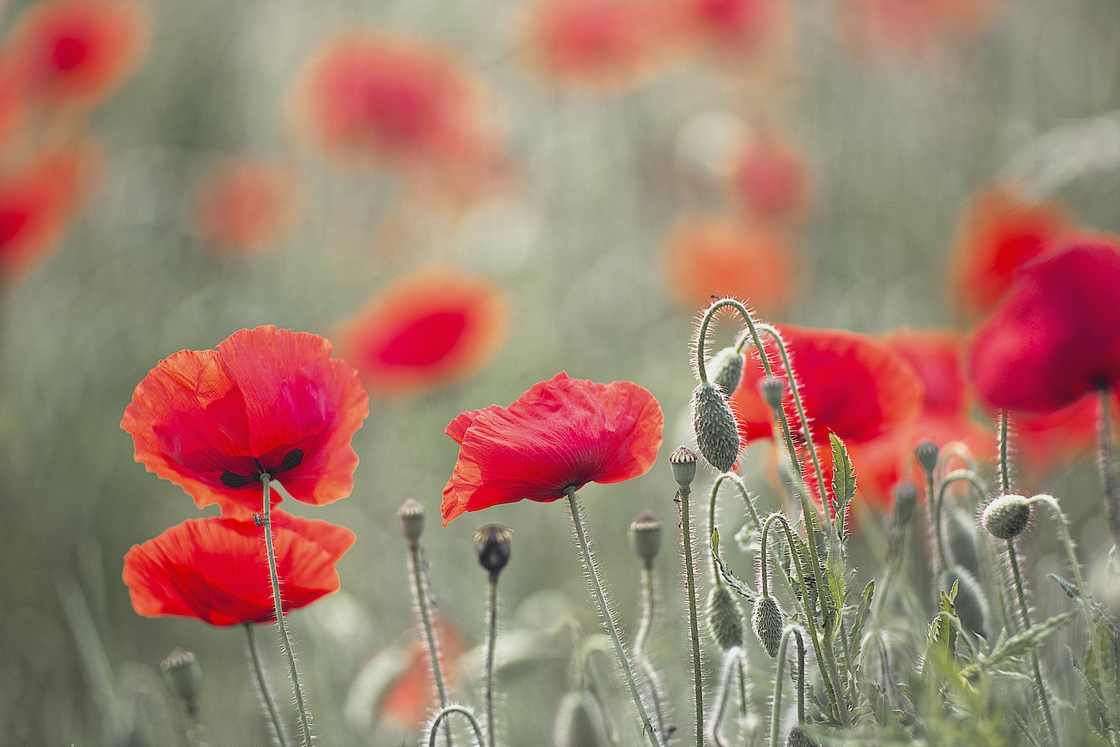 Mohn Foto & Bild | europe, france, pflanzen, pilze & flechten Bilder ...