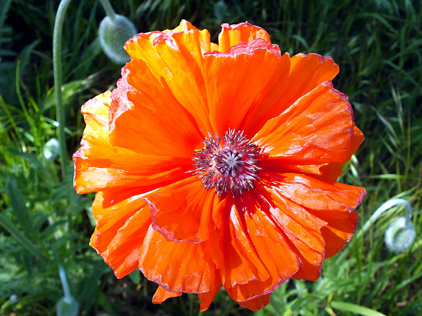 Mohn - 3 Foto & Bild | landschaft, Äcker, felder & wiesen, flora Bilder ...