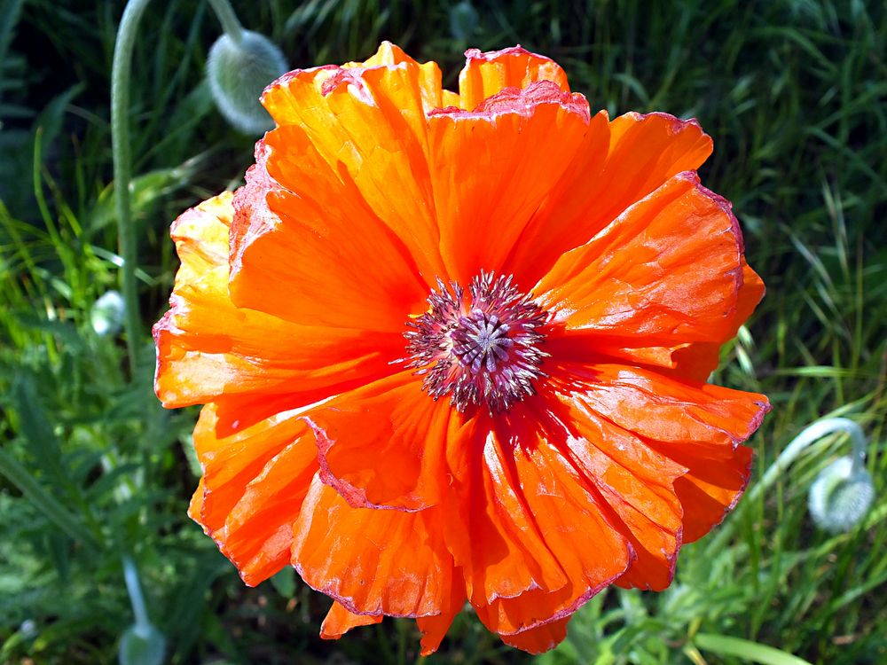 Mohn - 3 Foto & Bild | landschaft, Äcker, felder & wiesen, flora Bilder ...