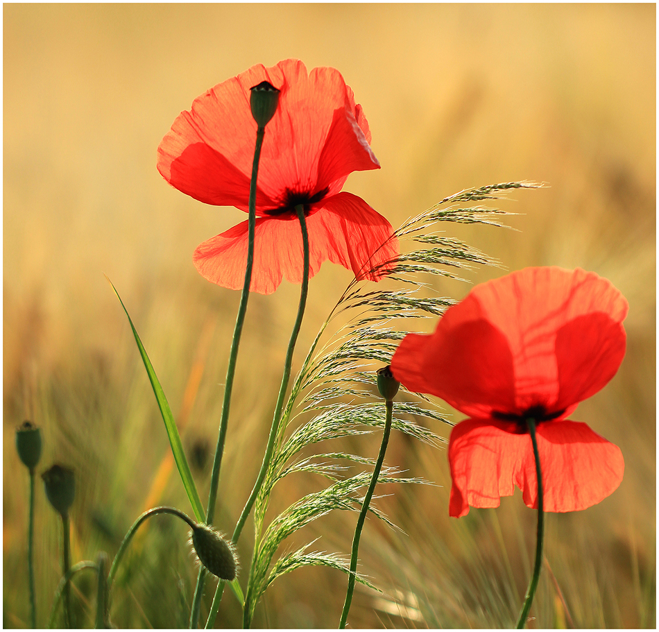 Mohn . Foto & Bild | sommer, makro, wiese Bilder auf fotocommunity