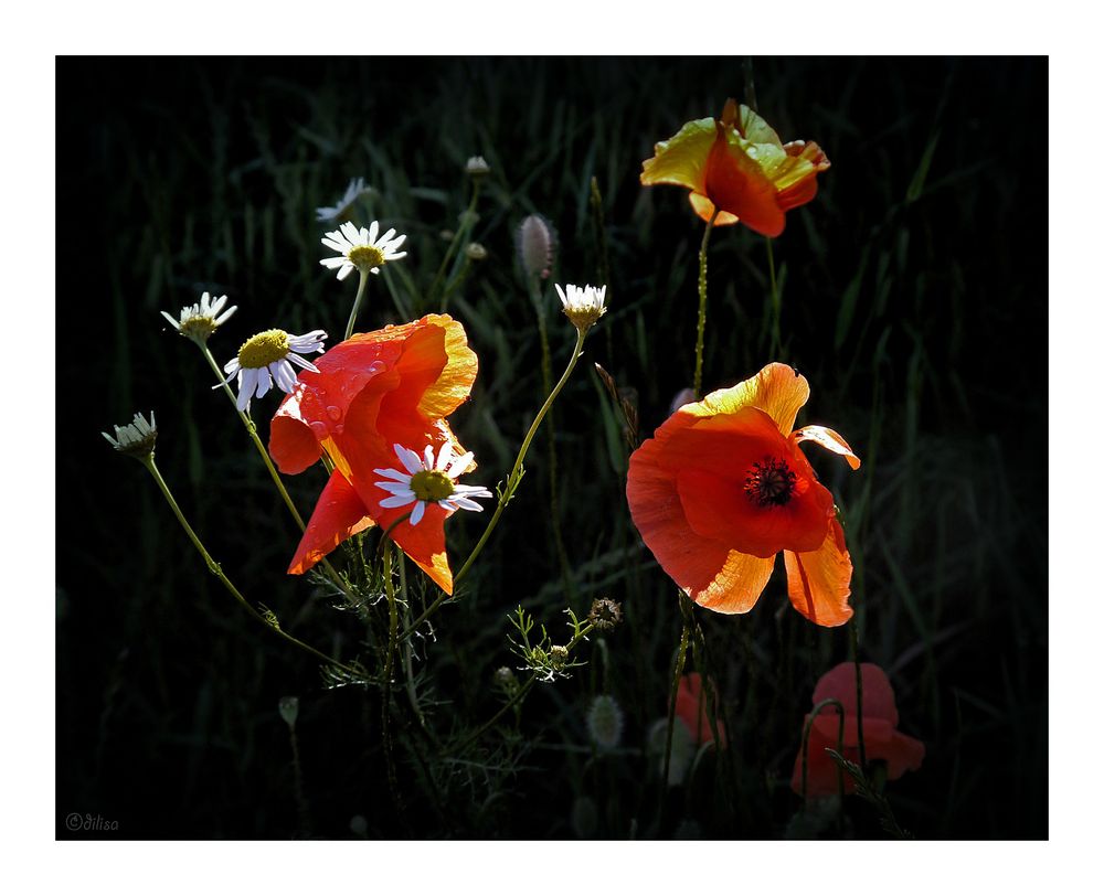 Mohn Foto & Bild | rot, sommer, sonne Bilder auf fotocommunity