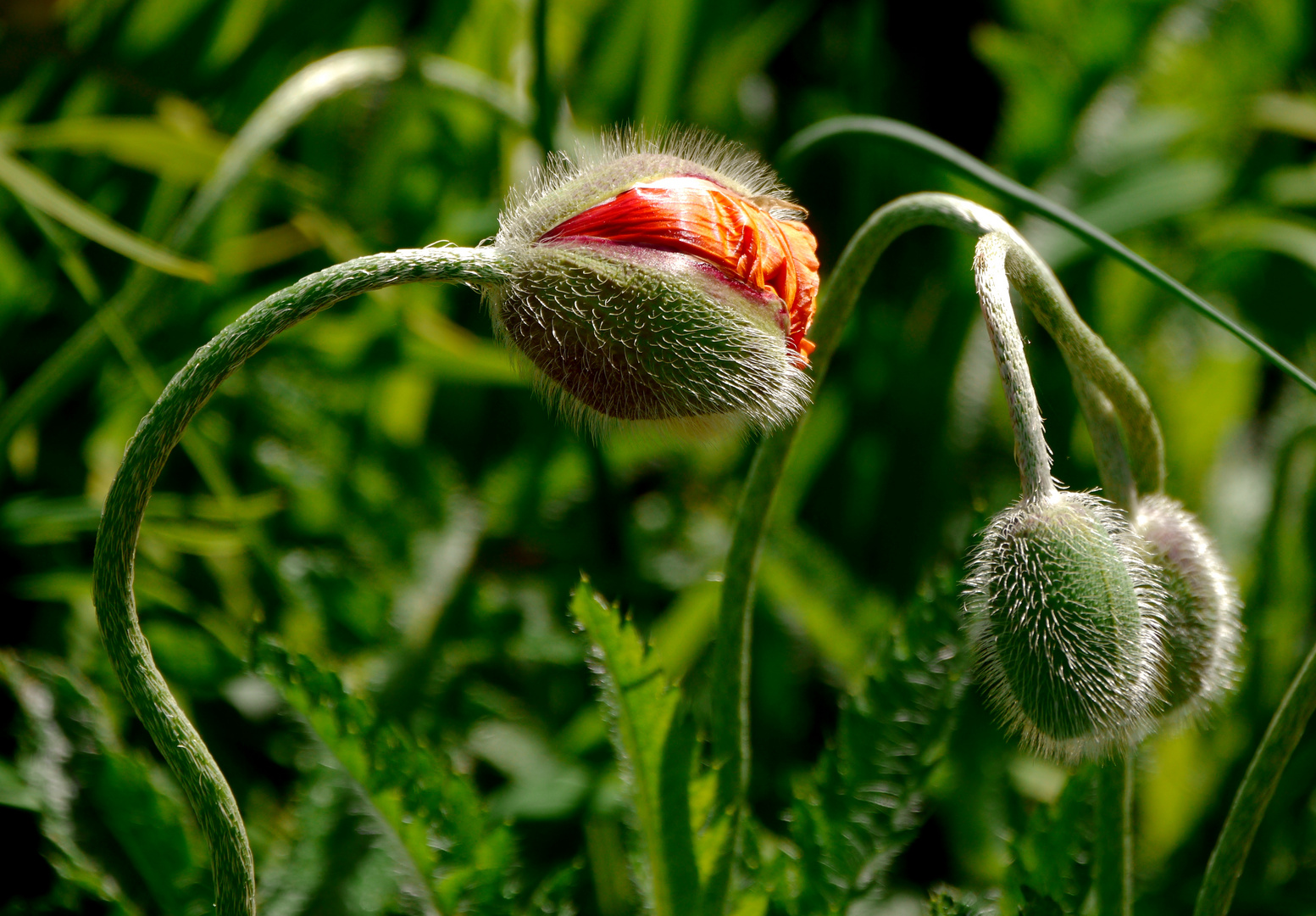 Mohn Foto & Bild | naturimpressionen..., frühling, natur Bilder auf ...