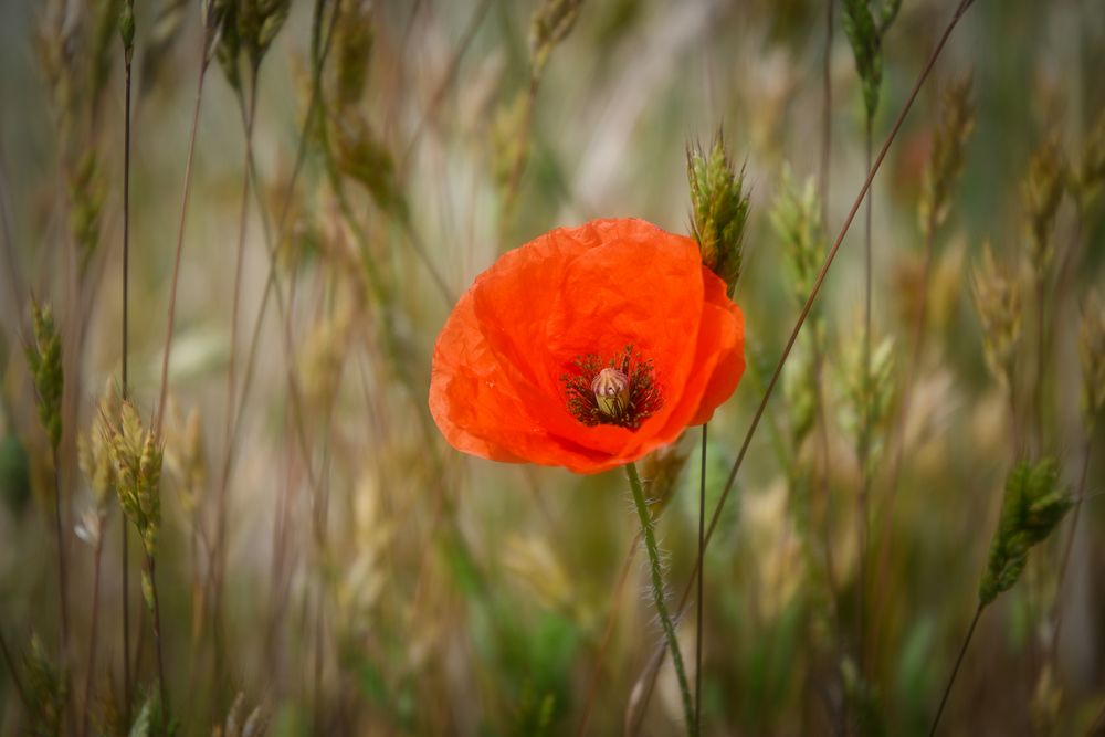 Mohn Foto & Bild | deutschland, europe, brandenburg Bilder auf ...
