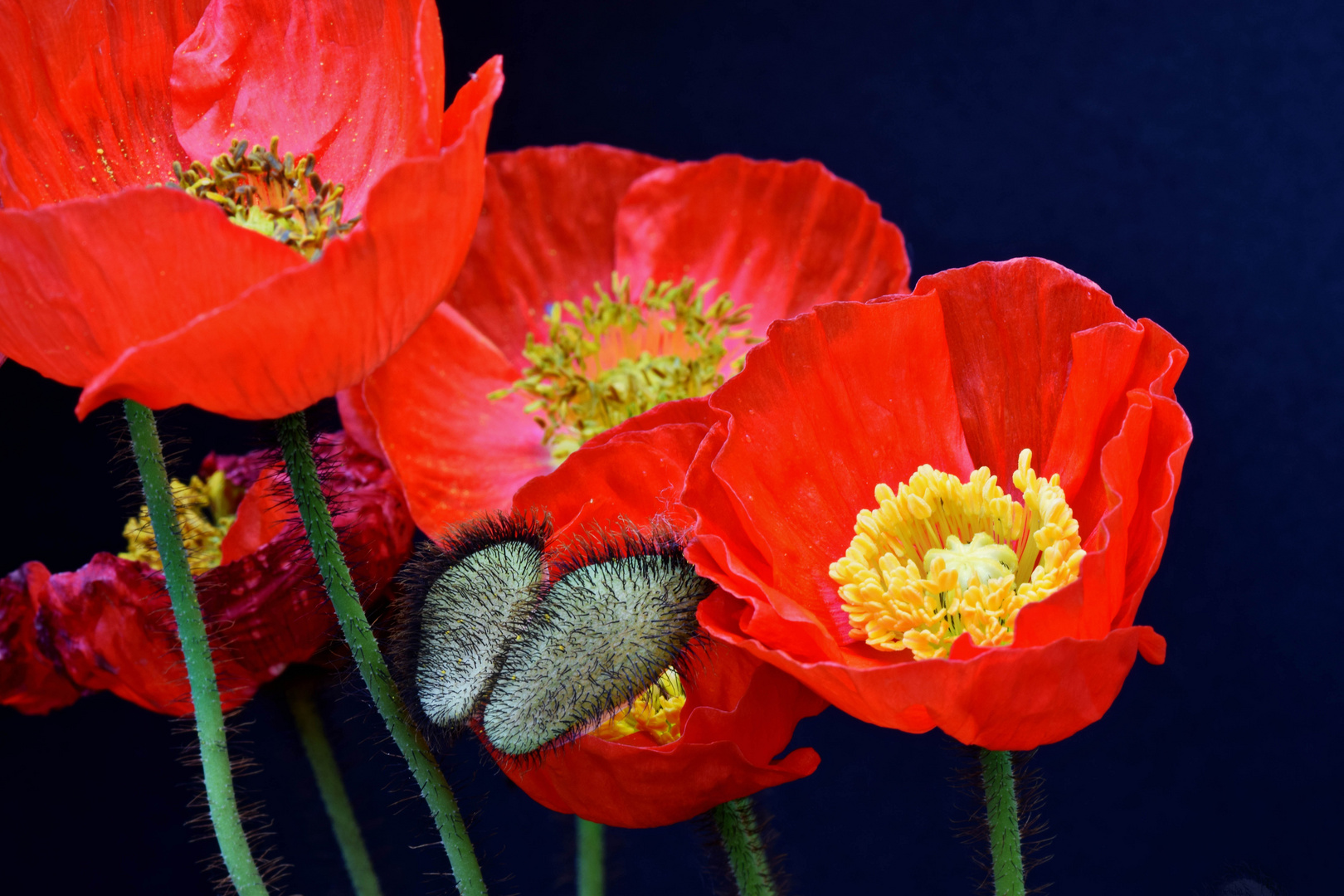 Mohn Foto & Bild | makro, natur, pflanzen Bilder auf fotocommunity