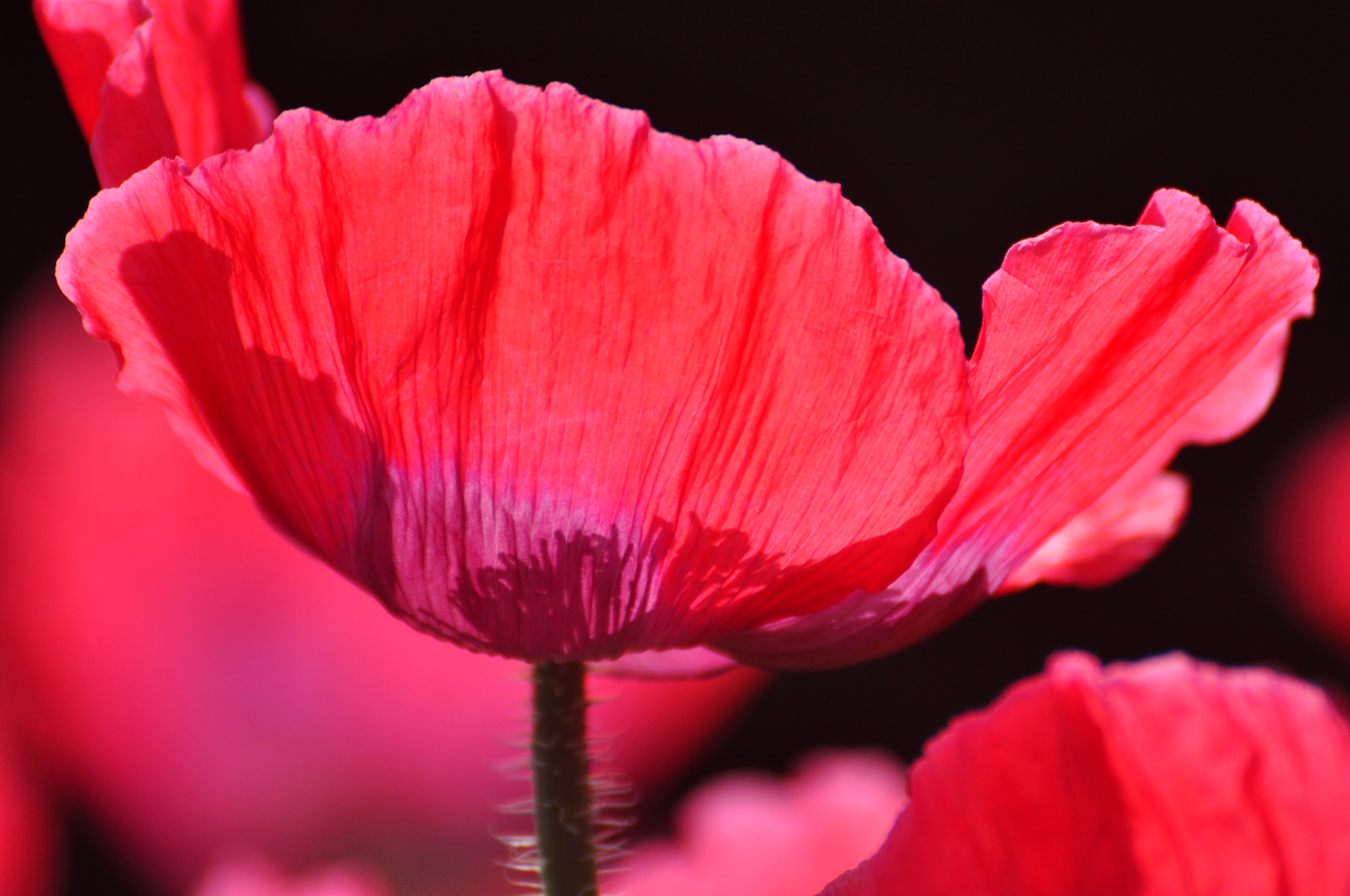 Mohn Foto & Bild | jahreszeiten, sommer, mohn Bilder auf fotocommunity