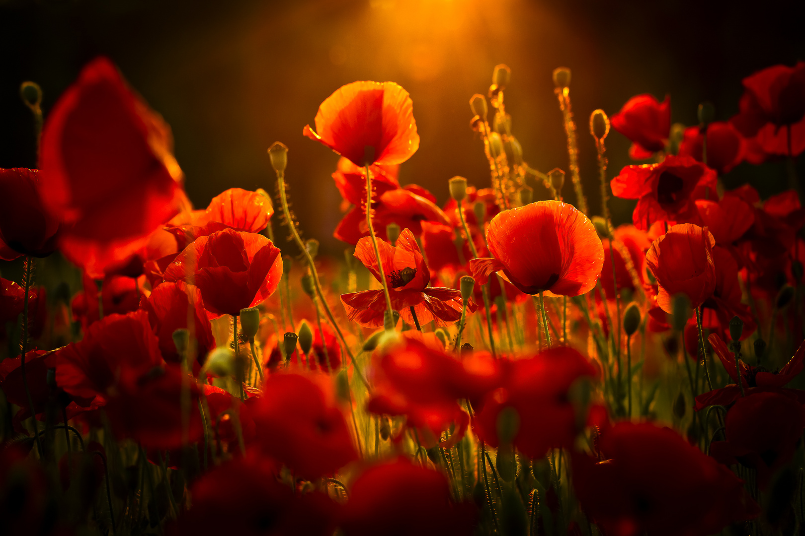 Mohn Foto & Bild | archiv, a r c h i v aktuell, rot Bilder auf ...