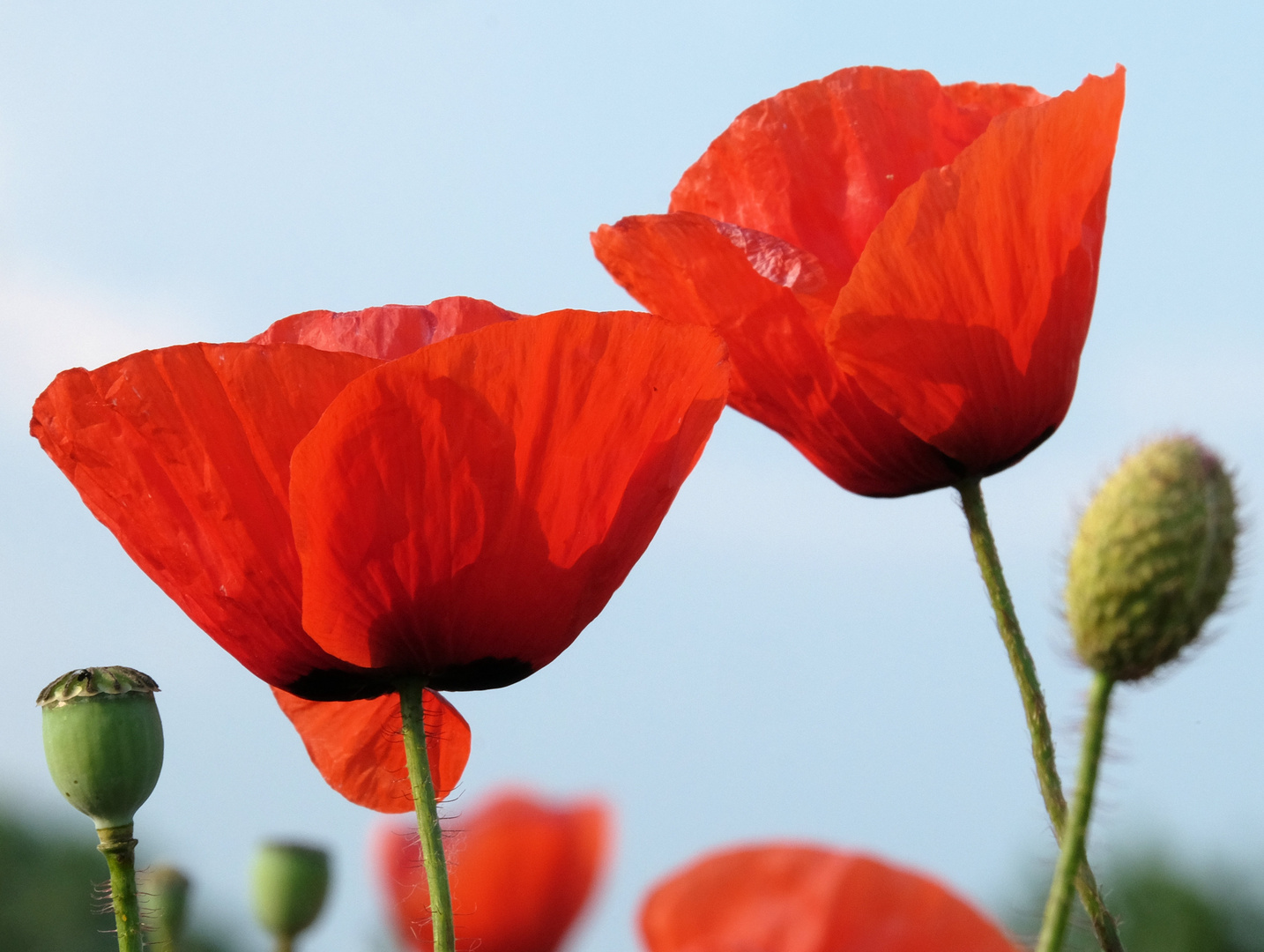 Mohn Foto & Bild | rot, sommer, natur Bilder auf fotocommunity