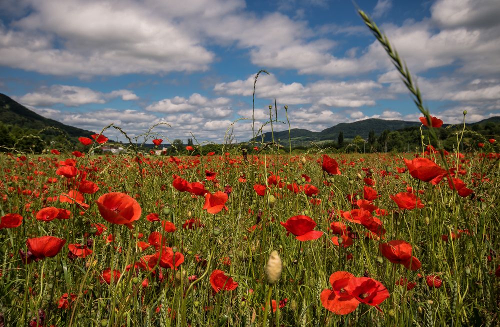 MOHN. Foto & Bild | wiese, feld, felder Bilder auf fotocommunity