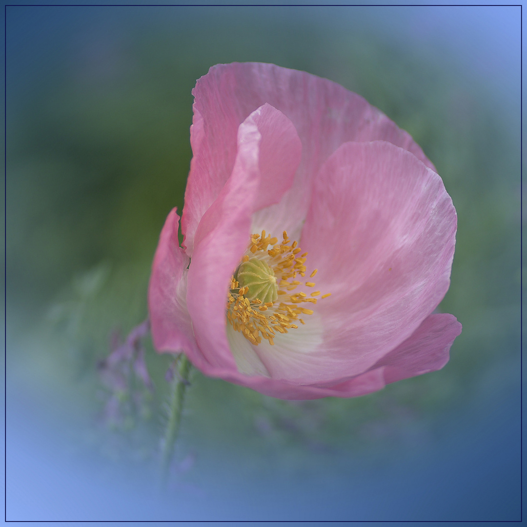 Mohn Foto & Bild | pflanzen, pilze & flechten, blüten- & kleinpflanzen ...