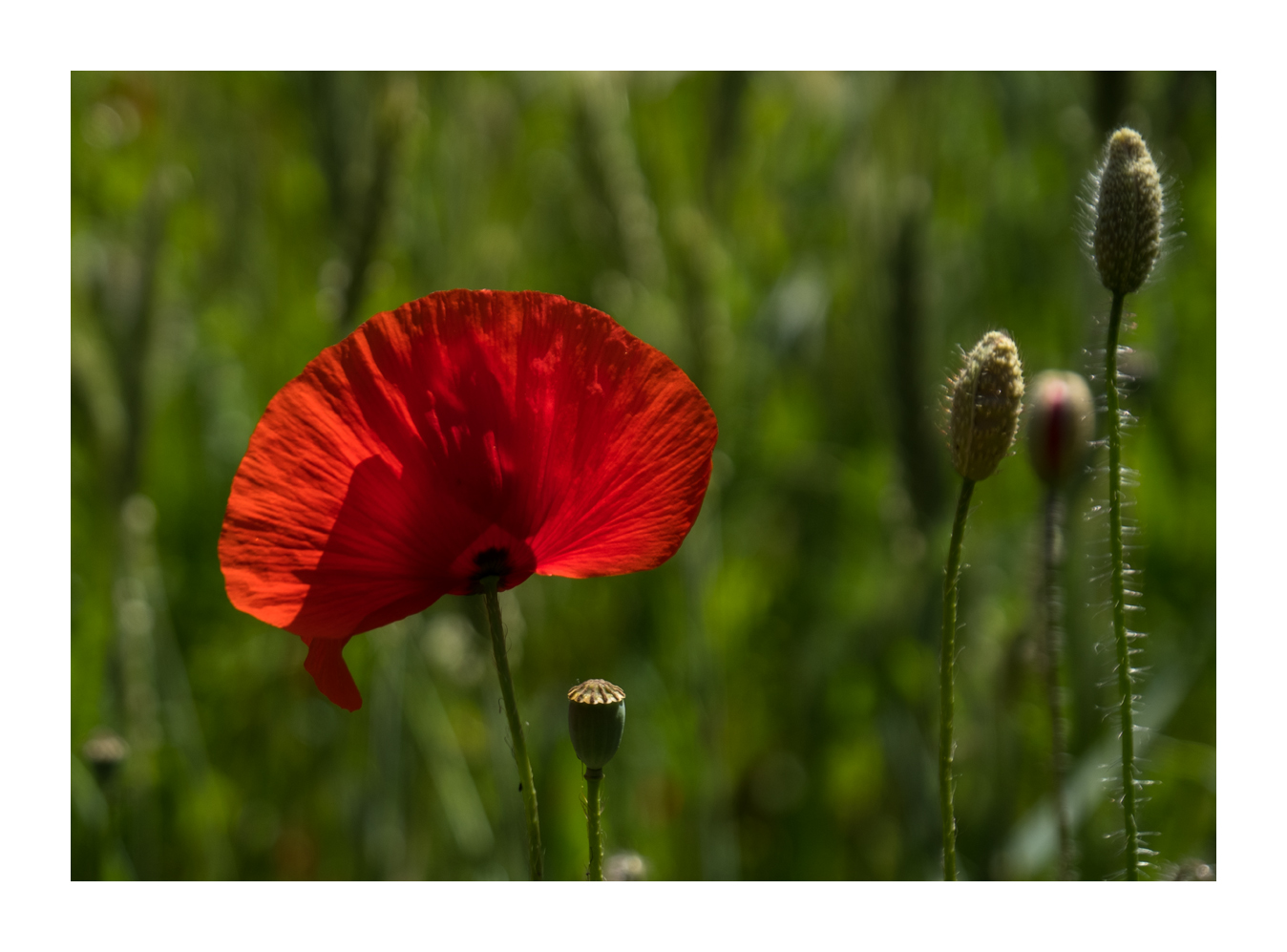 Mohn Foto & Bild | world, brandenburg, natur Bilder auf fotocommunity