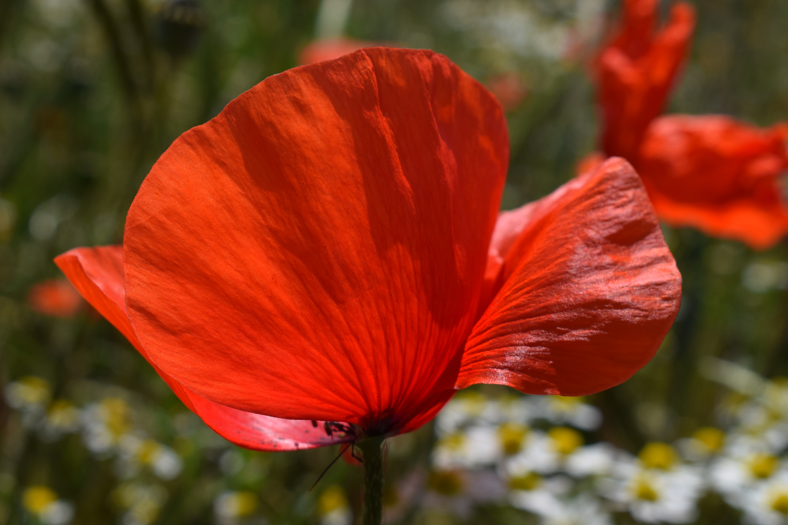 Mohn Foto & Bild | jahreszeiten, sommer, mohn Bilder auf fotocommunity