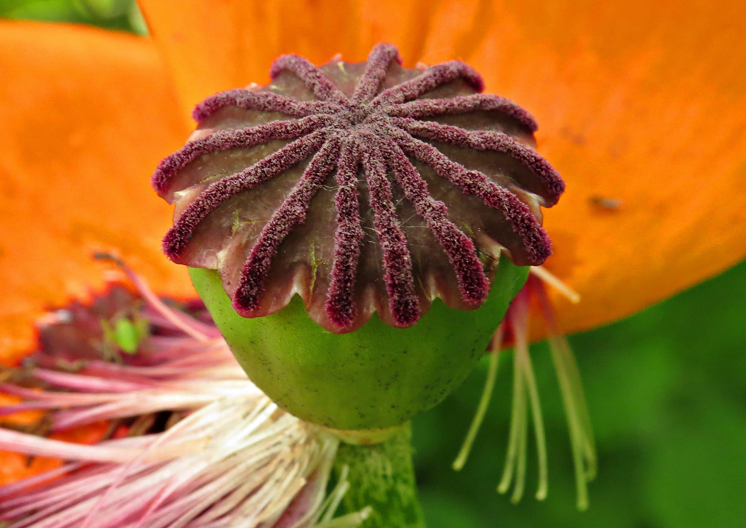 Mohn Foto & Bild | natur, mohn, pflanzen Bilder auf fotocommunity