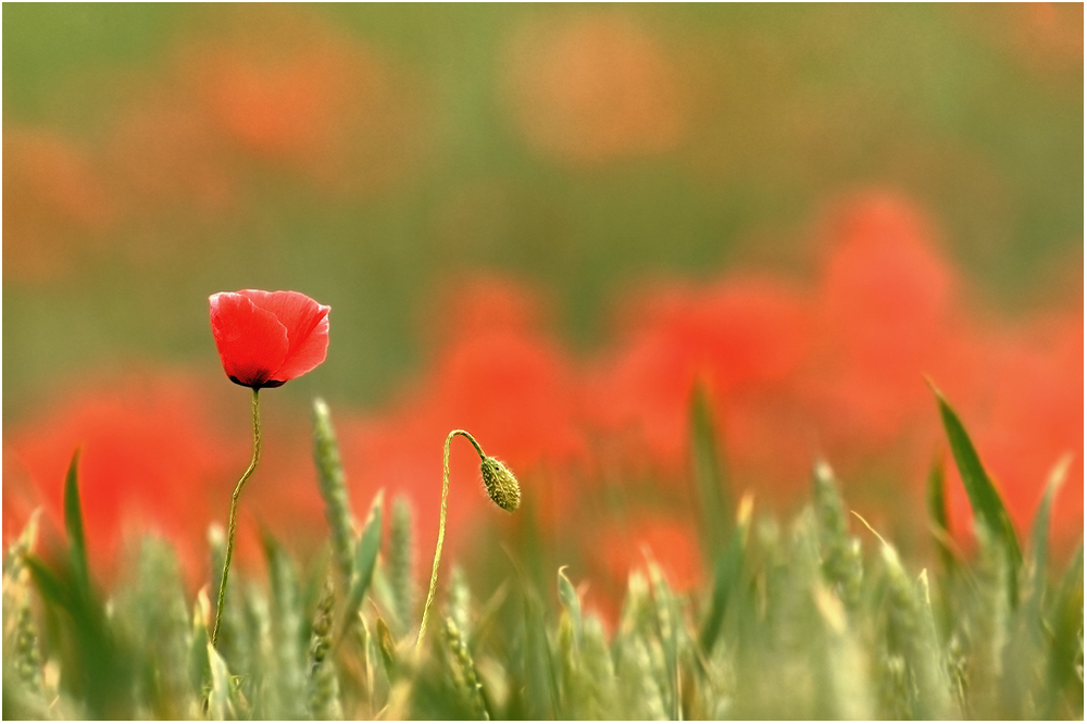 Mohn .... Foto & Bild | landschaft, Äcker, felder & wiesen, natur ...