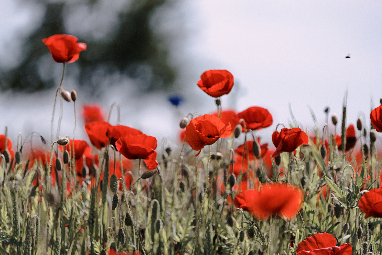 Mohn Foto & Bild | flowers, france, summer Bilder auf fotocommunity