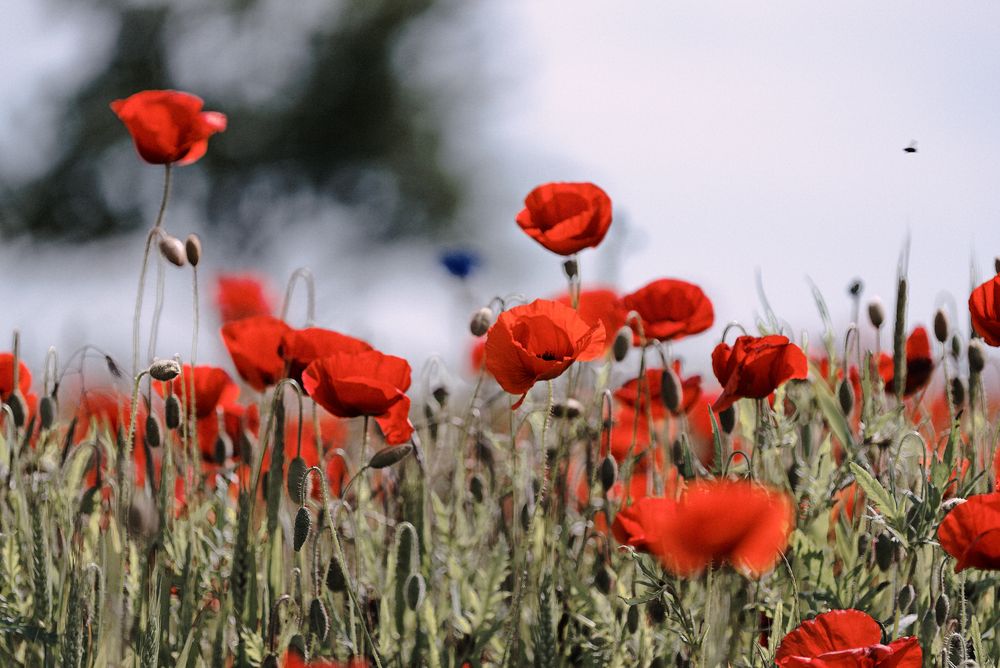 Mohn Foto & Bild | flowers, france, summer Bilder auf fotocommunity