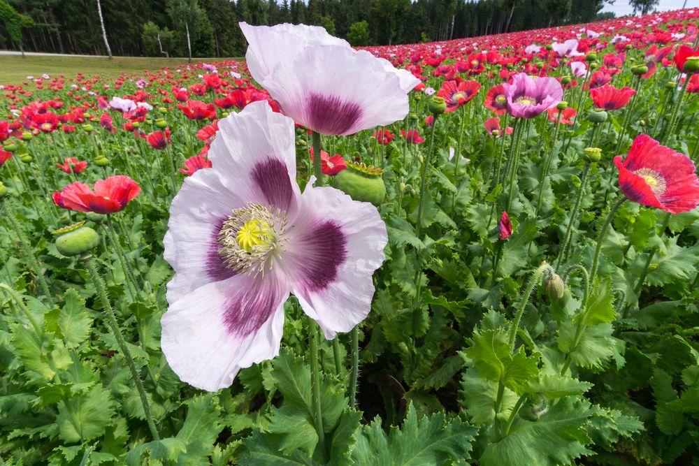 Mohn Foto & Bild | natur, mohn, pflanzen Bilder auf fotocommunity