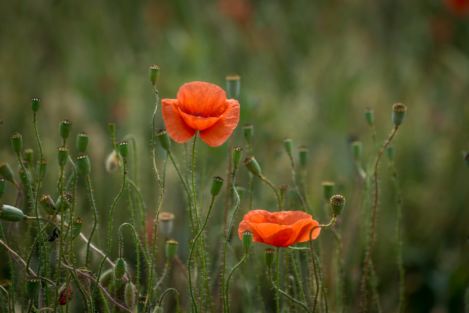 Mohn Foto & Bild | pflanzen, pilze & flechten, blüten- & kleinpflanzen ...