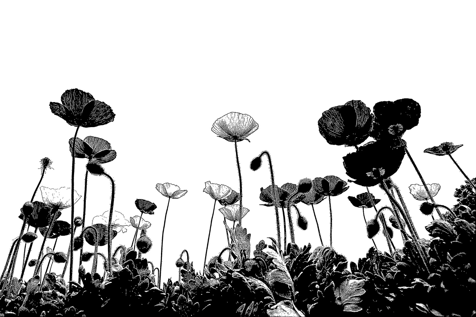 Mohn Foto & Bild | fotokunst, monochrome fine art, art Bilder auf ...