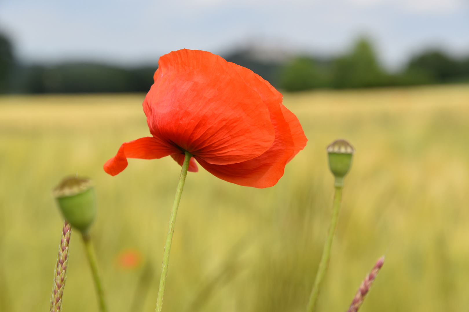 Mohn Foto & Bild | fotos, spezial, rot Bilder auf fotocommunity