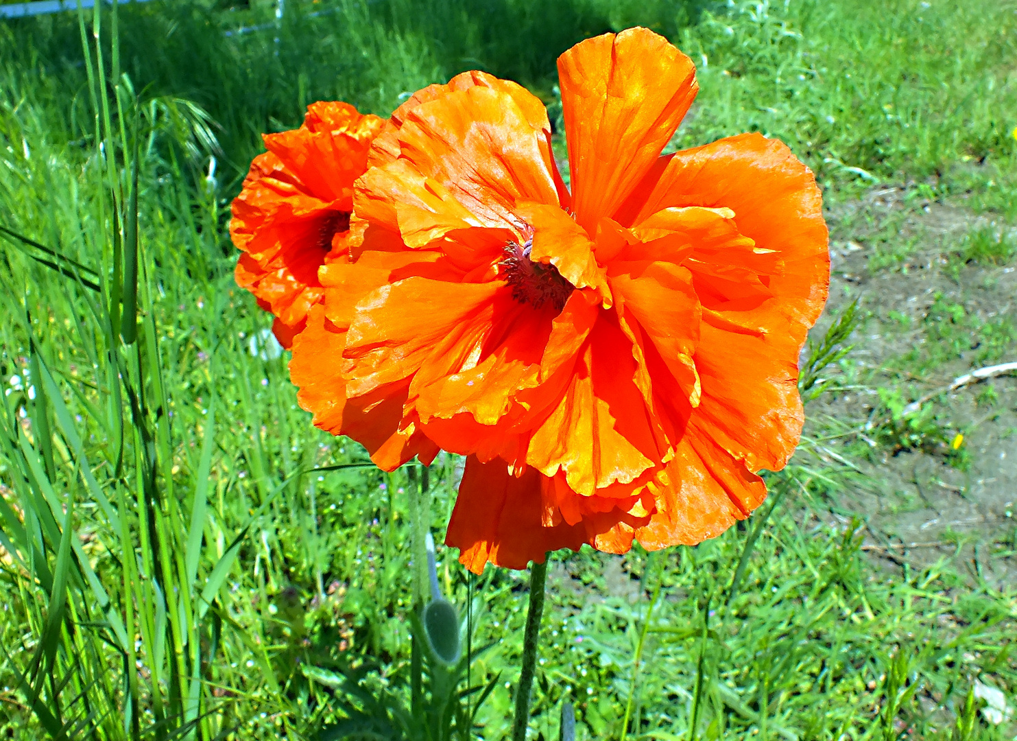 Mohn Foto & Bild | wiese, natur, macro Bilder auf fotocommunity
