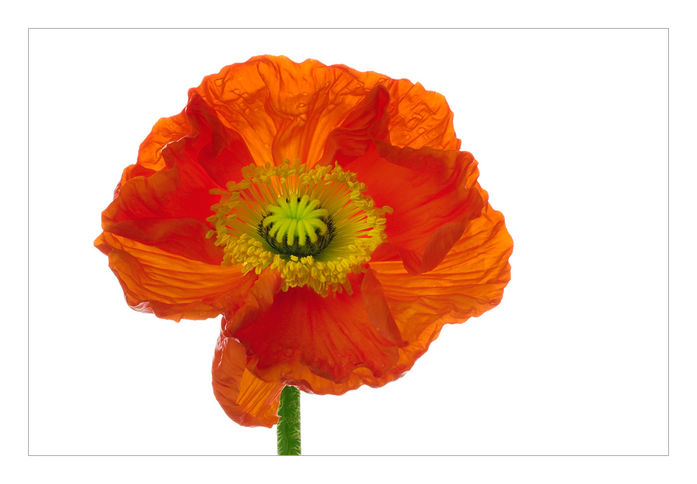 mohn Foto & Bild | natur-tabletop, natur-kreativ, aufnahmetechniken ...