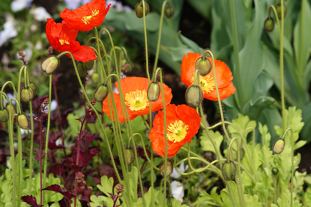 " Mohn " Foto & Bild | pflanzen, pilze & flechten, blüten ...