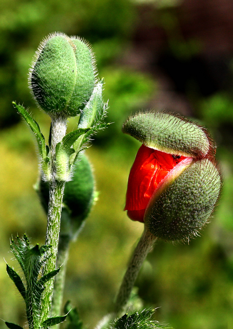Mohn Foto & Bild | pflanzen, pilze & flechten, blüten- & kleinpflanzen ...