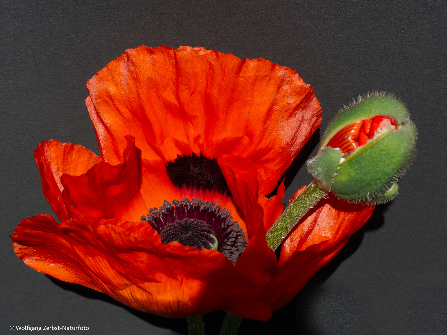 Mohn --- Foto & Bild | fotos, frühling, himmel Bilder auf fotocommunity
