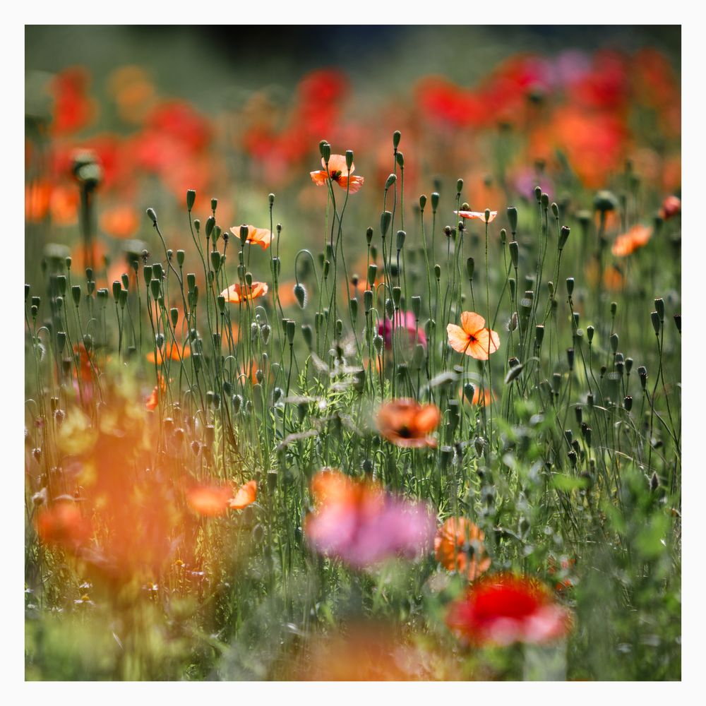 _mohn Foto & Bild | sommer, natur, mohn Bilder auf fotocommunity