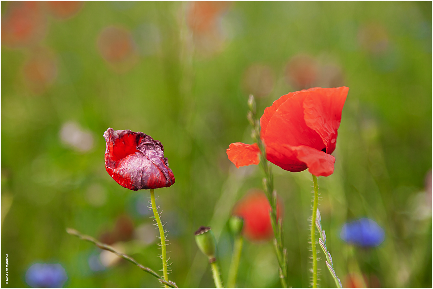 Mohn Foto & Bild | deutschland, europe, schleswig- holstein Bilder auf ...