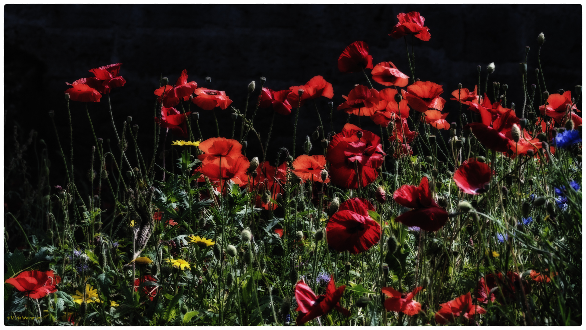 Mohn Foto & Bild | rot, sommer, natur Bilder auf fotocommunity