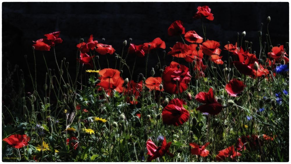 Mohn Foto & Bild | rot, sommer, natur Bilder auf fotocommunity