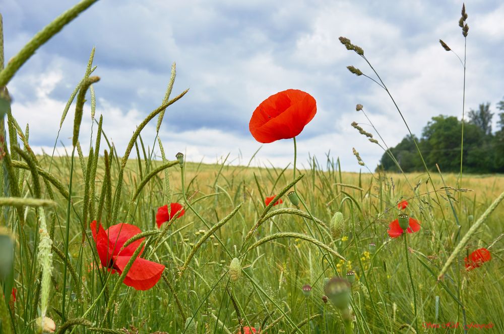 Mohn am Feldrand Foto & Bild | landschaft, jahreszeiten, sommer Bilder ...