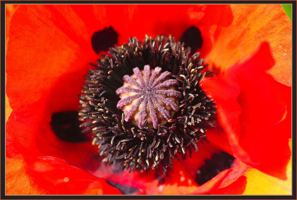 Mohn Art ......."! Foto & Bild | archiv projekte naturchannel ...