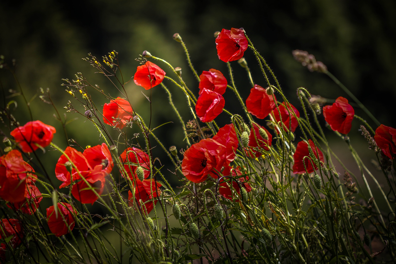 Mohn Foto & Bild | frühling, natur, mohn Bilder auf fotocommunity
