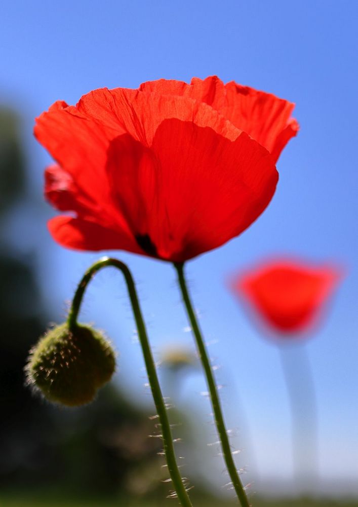 Mohn Foto & Bild | deutschland, europe, nordrhein- westfalen Bilder auf ...