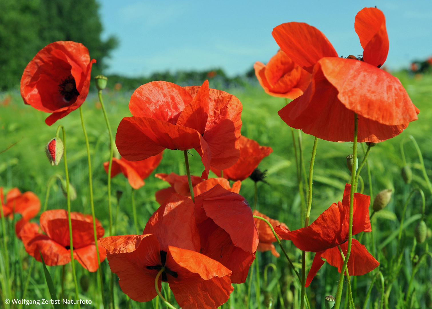 Mohn --- Foto & Bild | fotos, winter, frühling Bilder auf fotocommunity