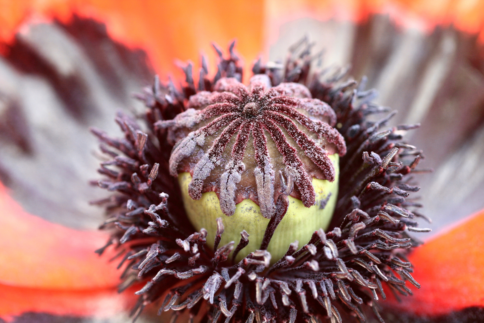 Mohn Foto & Bild | pflanzen, pilze & flechten, blüten- & kleinpflanzen ...