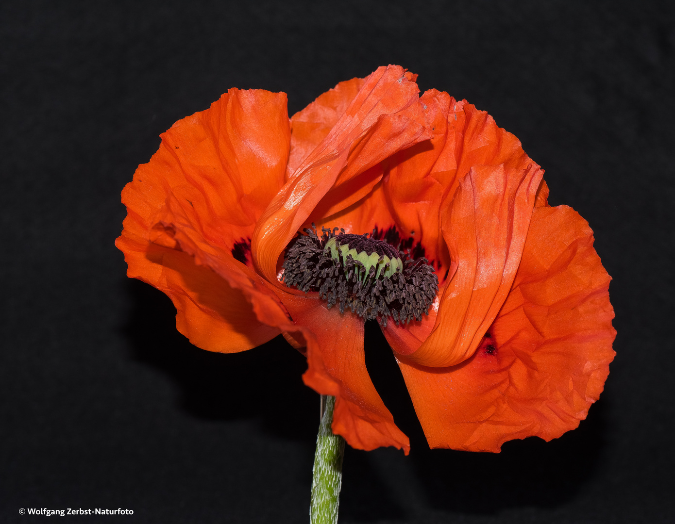 Mohn --- Foto & Bild | fotos, natur, pflanzen Bilder auf fotocommunity