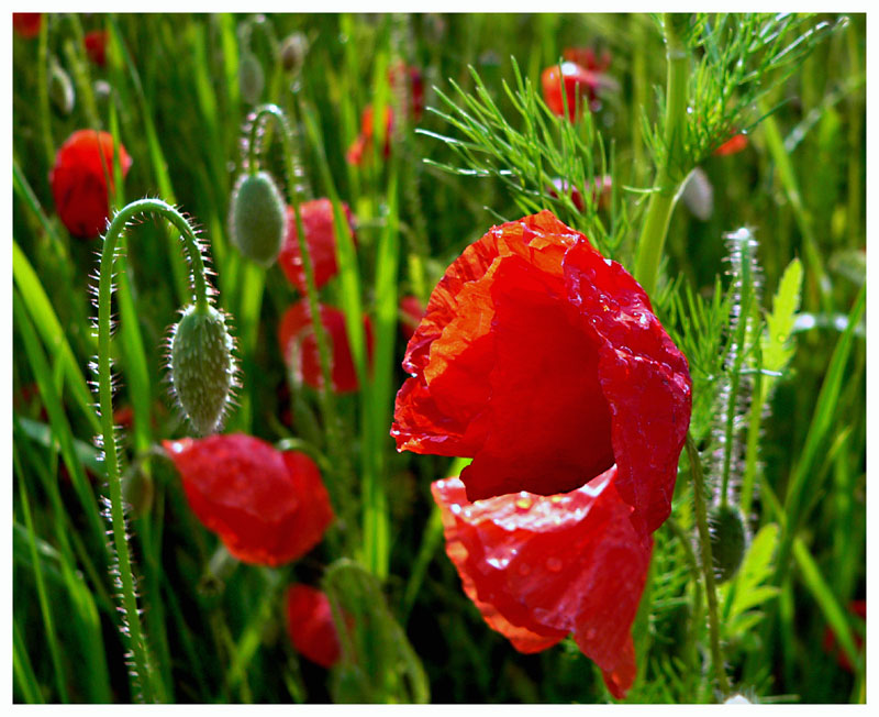 " Mohn " Foto & Bild | pflanzen, pilze & flechten, blüten ...