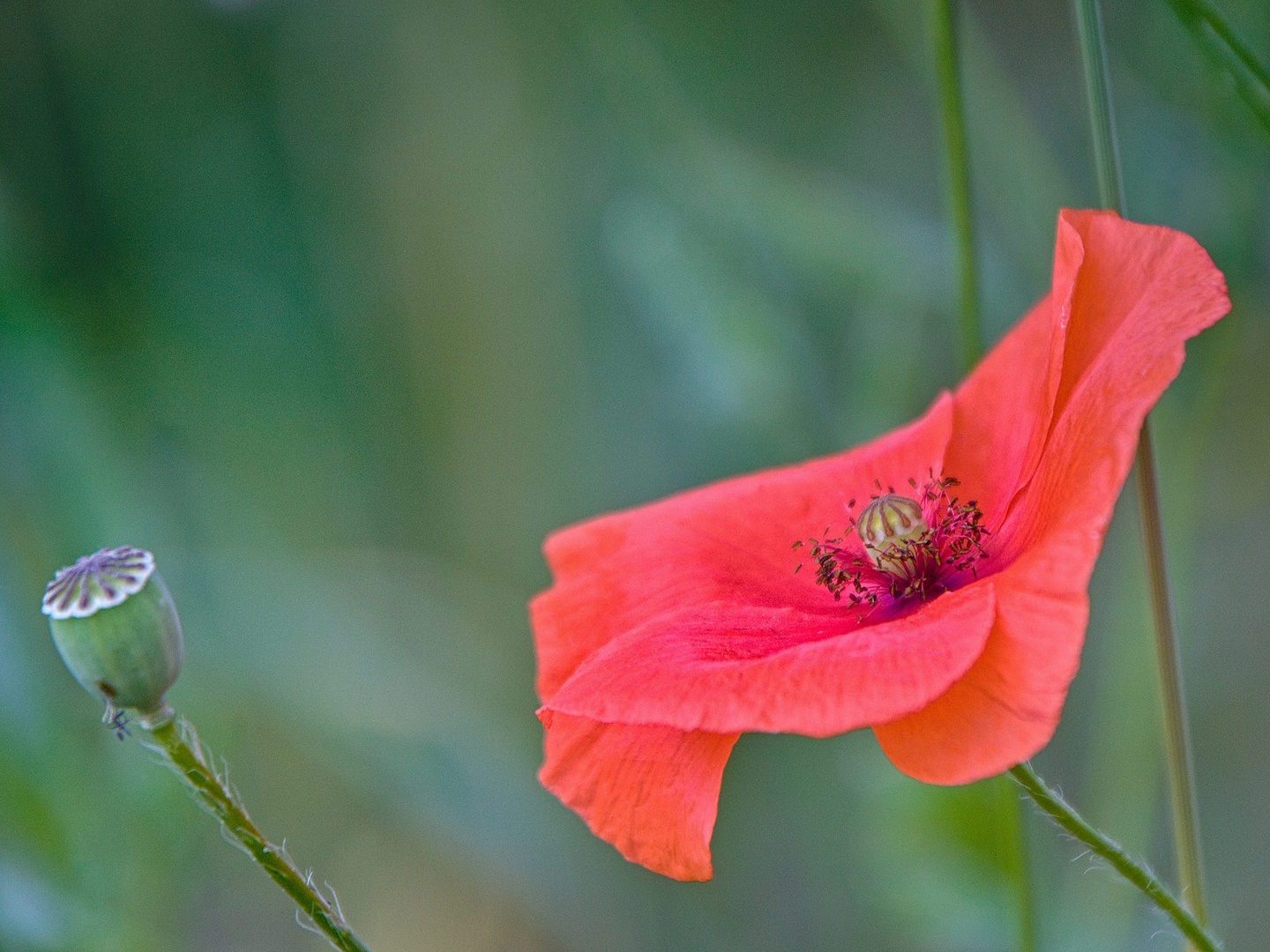 Mohn Foto & Bild | pflanzen, pilze & flechten, blüten- & kleinpflanzen ...