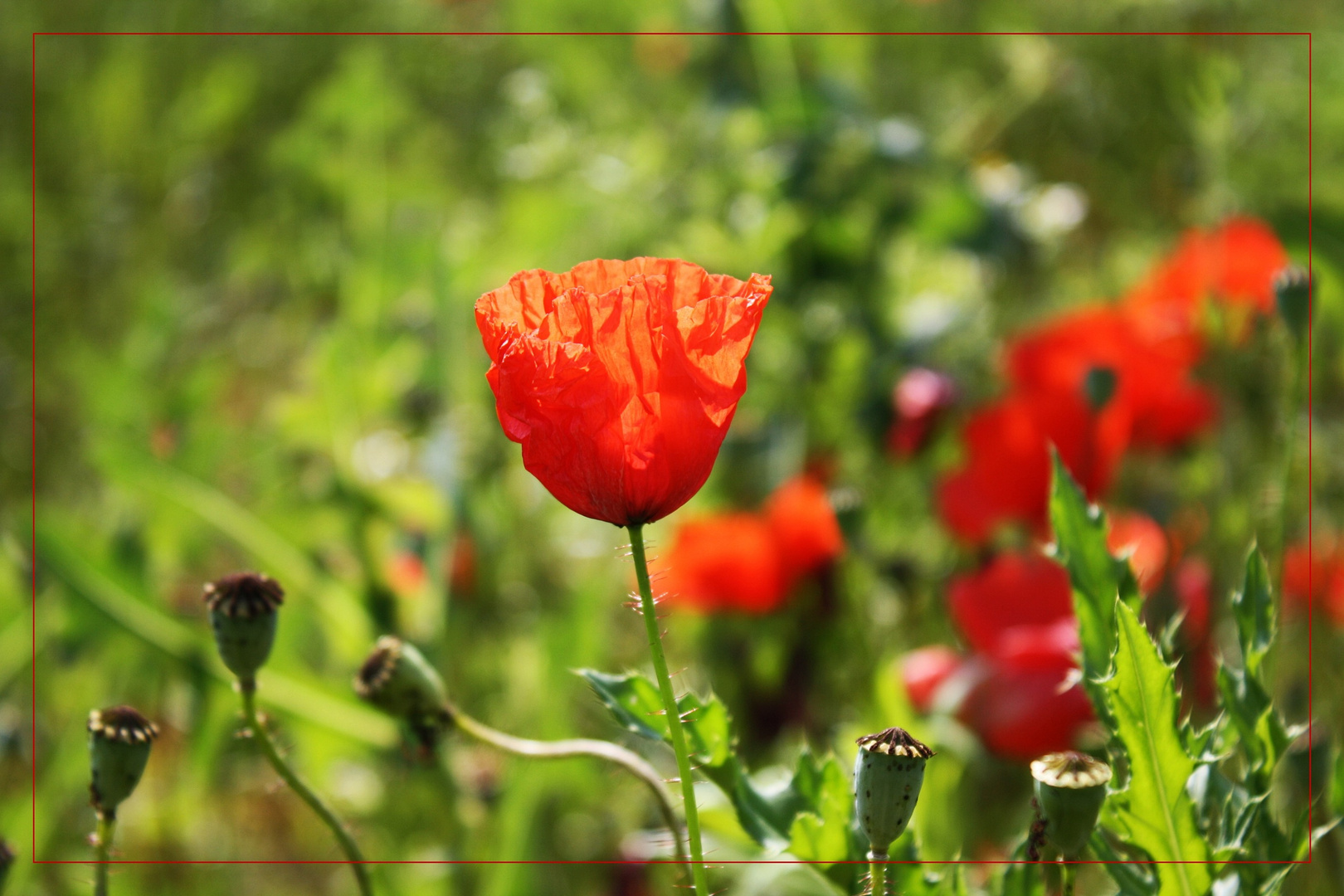 Mohn Foto & Bild | pflanzen, pilze & flechten, blüten- & kleinpflanzen ...