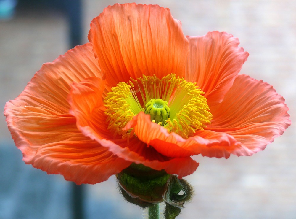 *Mohn* Foto & Bild | pflanzen, pilze & flechten, blüten ...