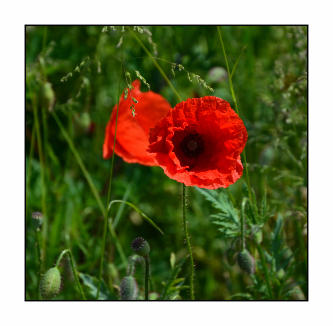 Mohn Foto & Bild | pflanzen, pilze & flechten, natur + essen..., natur ...