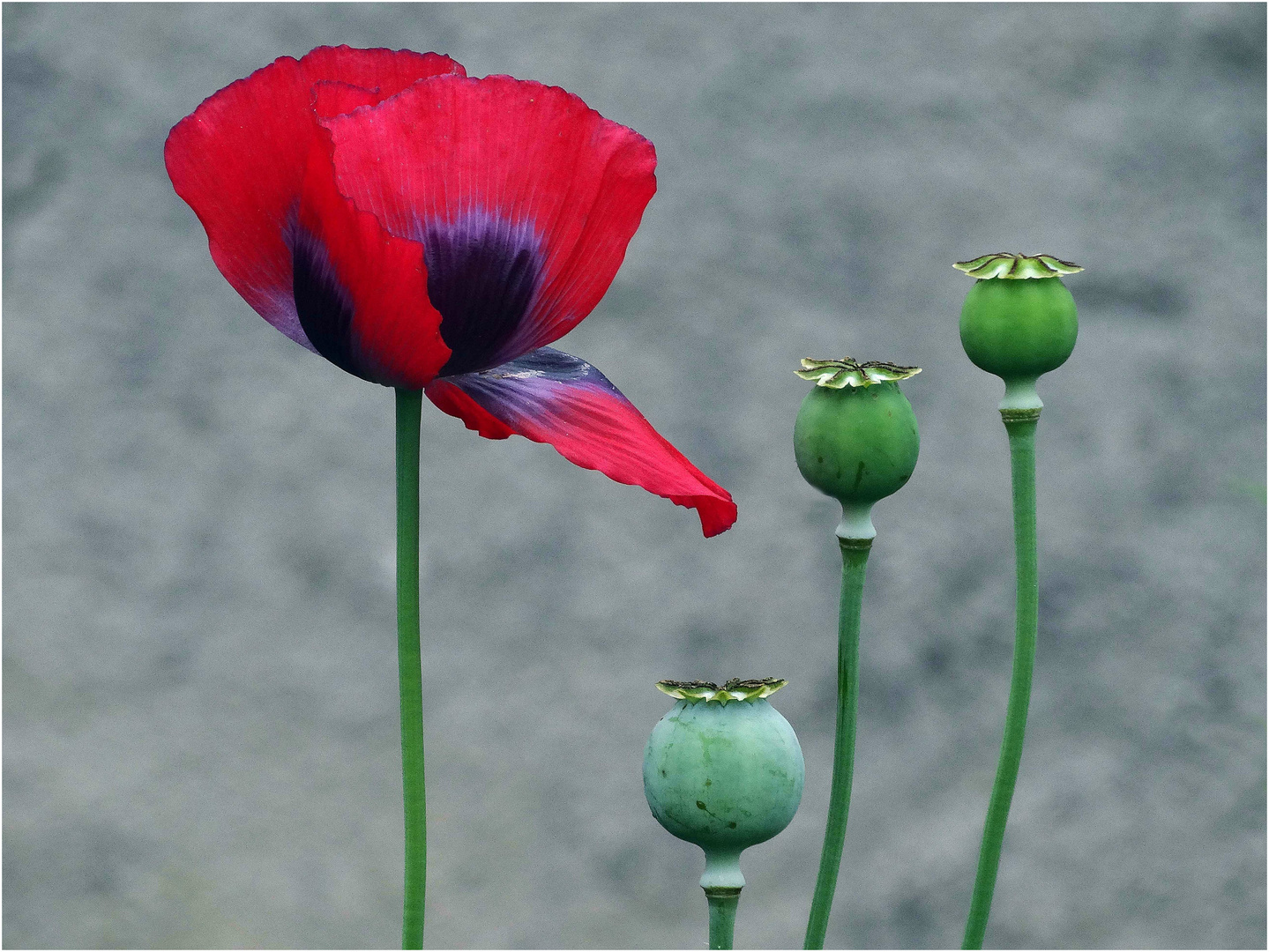 Mohn Foto & Bild | natur Bilder auf fotocommunity