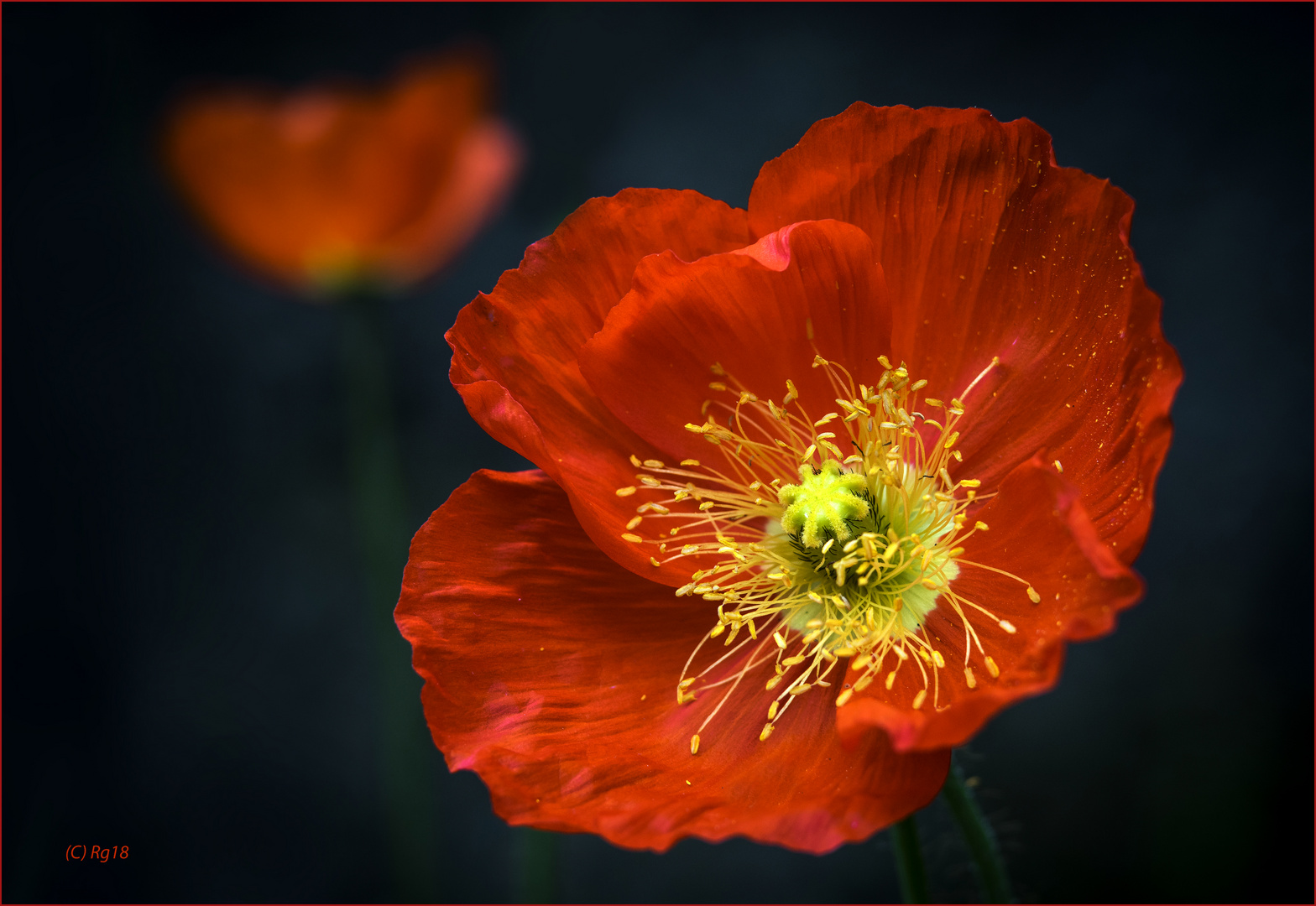 mohn Foto & Bild | pflanzen, pilze & flechten, blüten- & kleinpflanzen ...