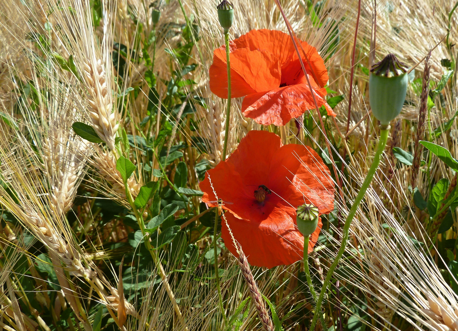 Mohn im Kornfeld Foto & Bild | pflanzen, pilze & flechten, blüten- & kleinpflanzen, mohn Bilder ...